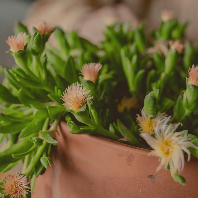 Mellow Elixir – Nature Knows